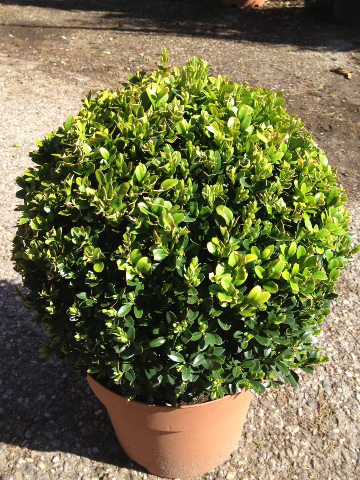 Buis Sempervirens Boule - Pépinière Sainte Marguerite