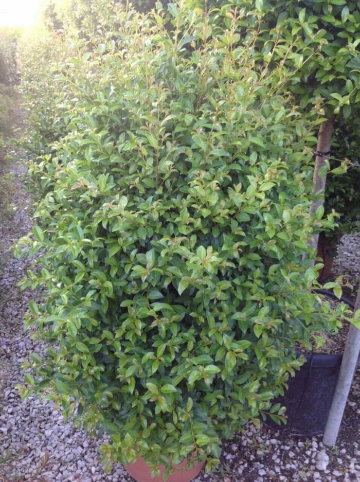 Eugenia Myrtifolia - Pépinière Sainte Marguerite