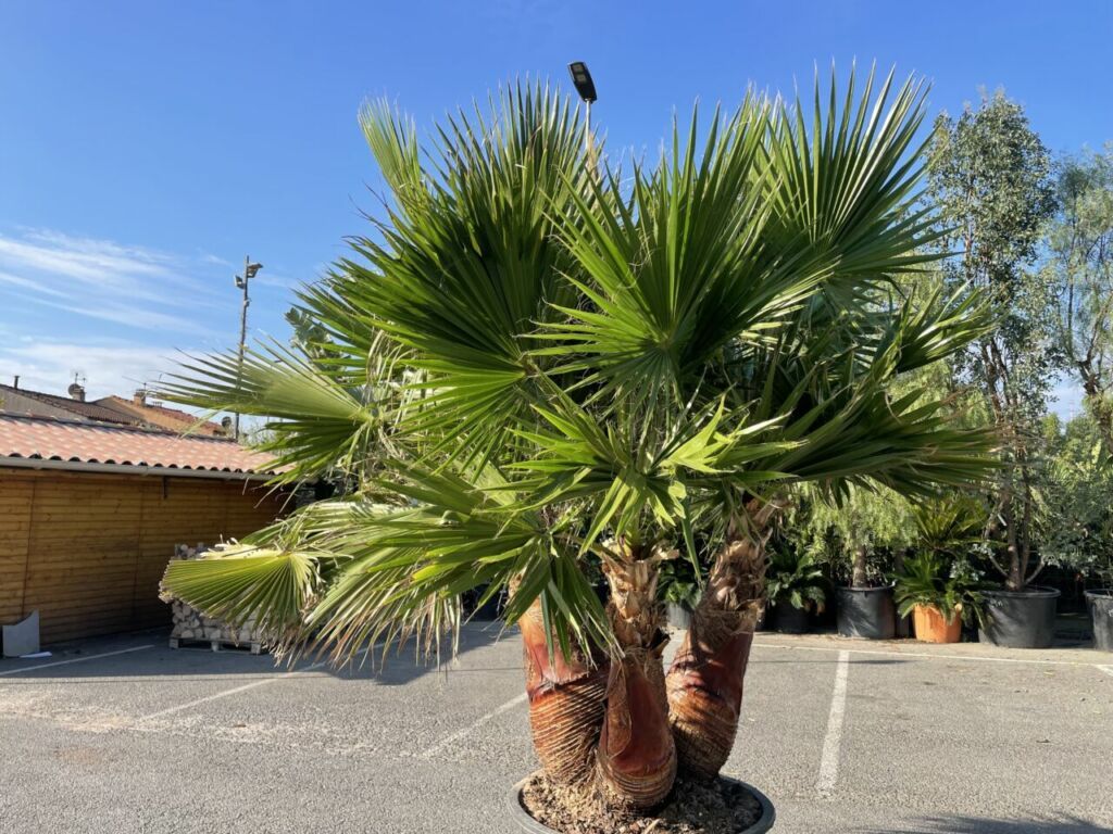 Palmier Washingtonia 3 Troncs : 125-150 cm - Pépinière Sainte Marguerite