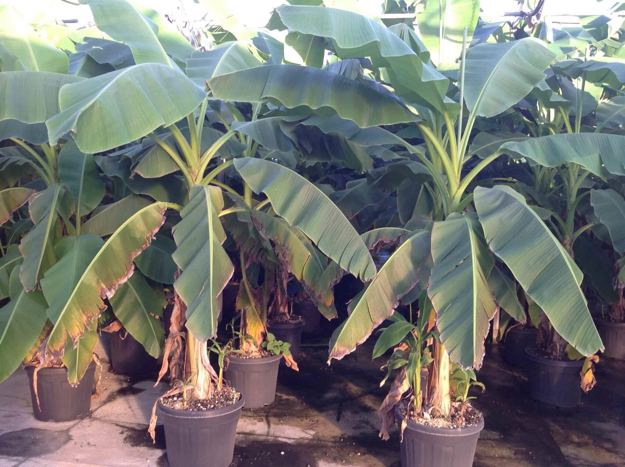 Bananier - Musa Basjoo (C5) - Pépinière Sainte Marguerite