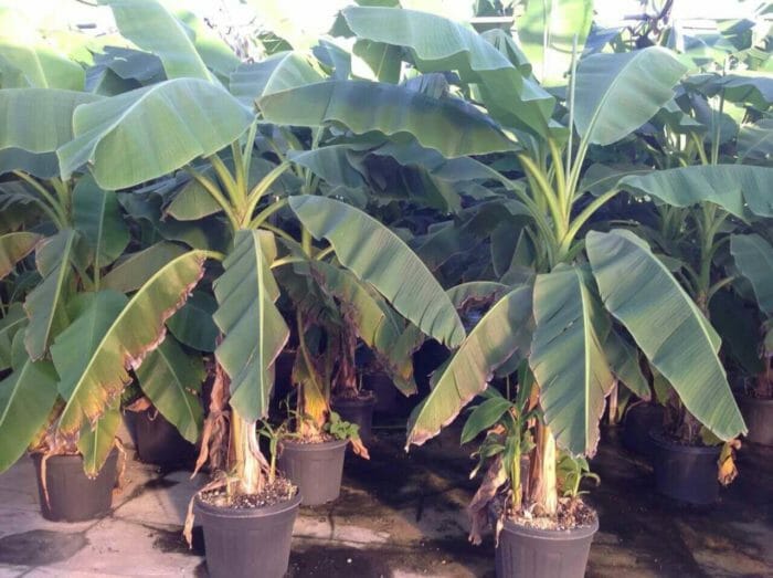Bananier - Musa Basjoo - Pépinière Sainte Marguerite