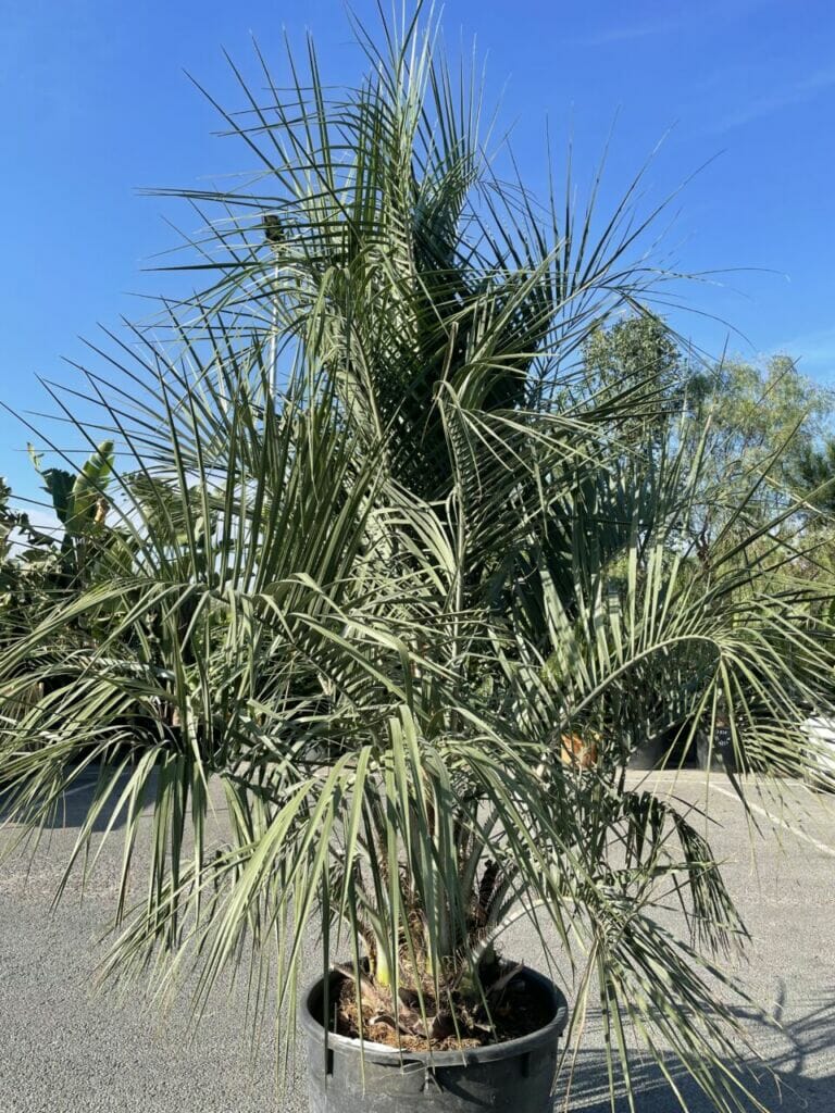 Palmier Butia Capitata: 100-120 cm (C350) - Pépinière Sainte Marguerite