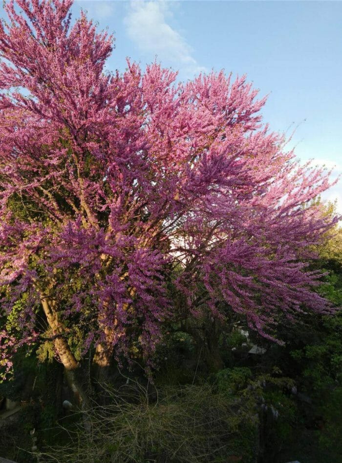 Arbre de Judée - Cercis Siliquastrum - Pépinière Sainte Marguerite