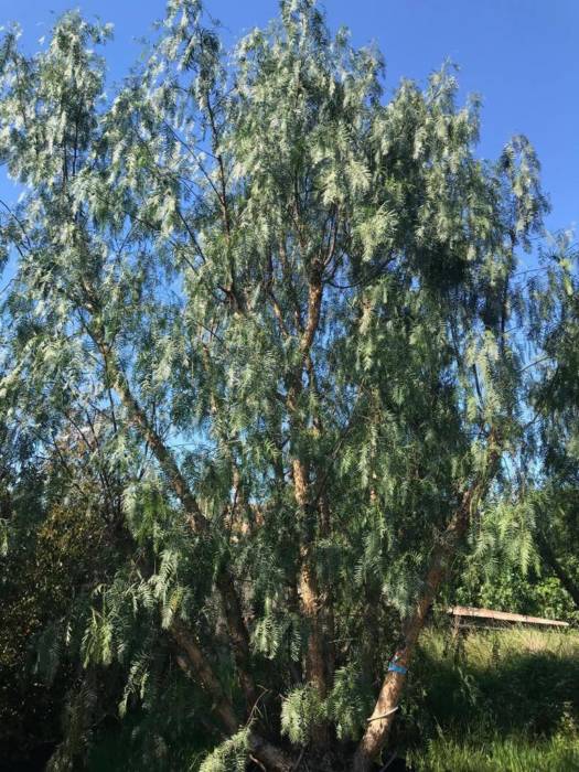 Faux Poivrier Forme Cépée - Schinus Molle Forme Cépée - Pépinière ...