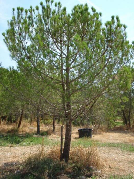 Pin d'Alep - Pinus Halepensis - Pépinière Sainte Marguerite