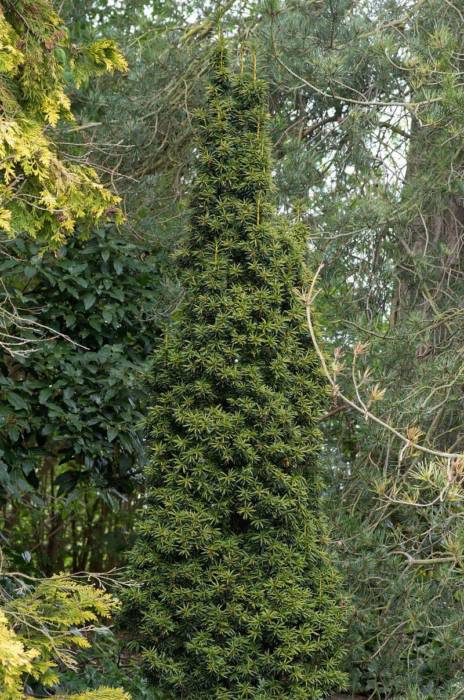 If Commun- Taxus Baccata - Pépinière Sainte Marguerite