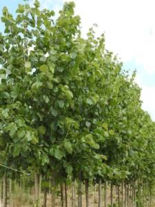 Tilleul - Tilia - Pépinière Sainte Marguerite