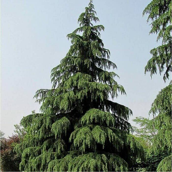 Cèdre - Cedrus - Pépinière Sainte Marguerite