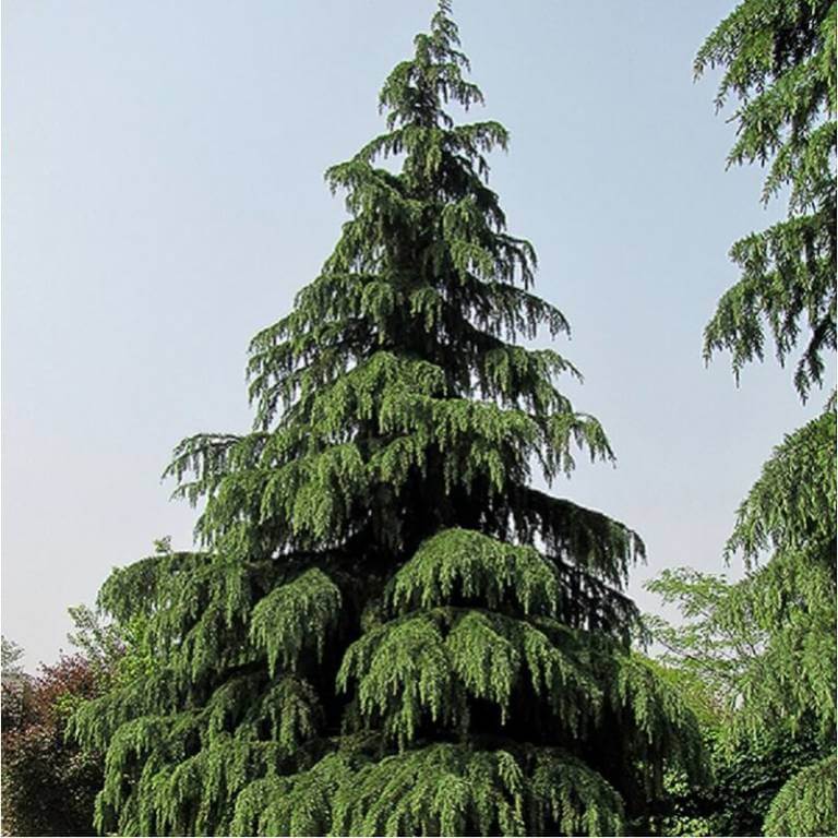 Cèdre - Cedrus - Pépinière Sainte Marguerite