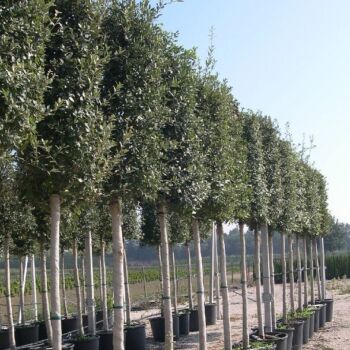 Chêne Vert Tige - Quercus Ilex Tige Archives - Pépinière Sainte Marguerite