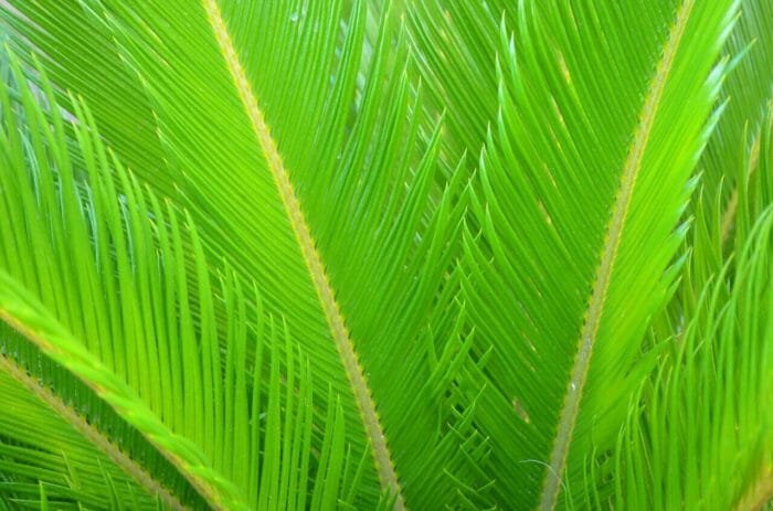 Palmier Cycas Revoluta - Pépinière Sainte Marguerite