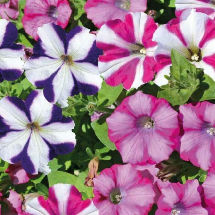 Pétunia Retombant Godet - Pépinière Sainte Marguerite