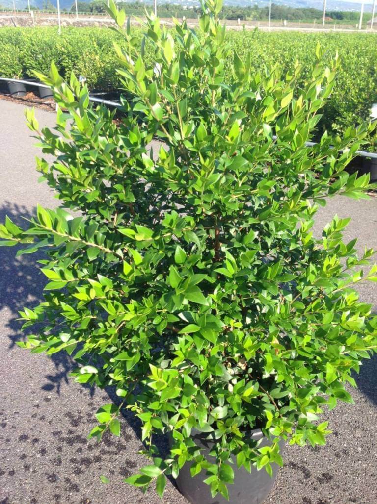 Myrtus Communis - Myrte - Pépinière Sainte Marguerite