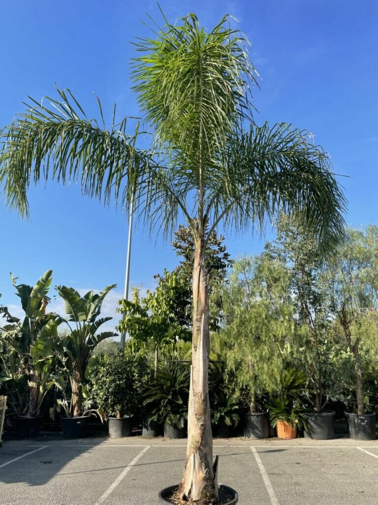 Palmier Arecastrum : 300-400 - Pépinière Sainte Marguerite