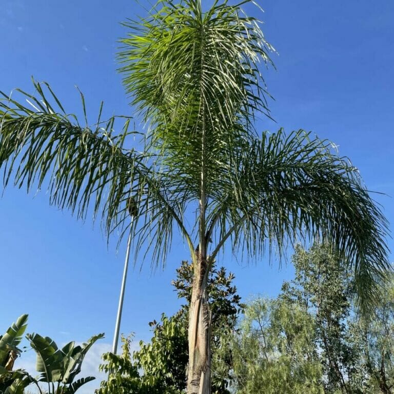 Palmier Arecastrum : 300-400 - Pépinière Sainte Marguerite