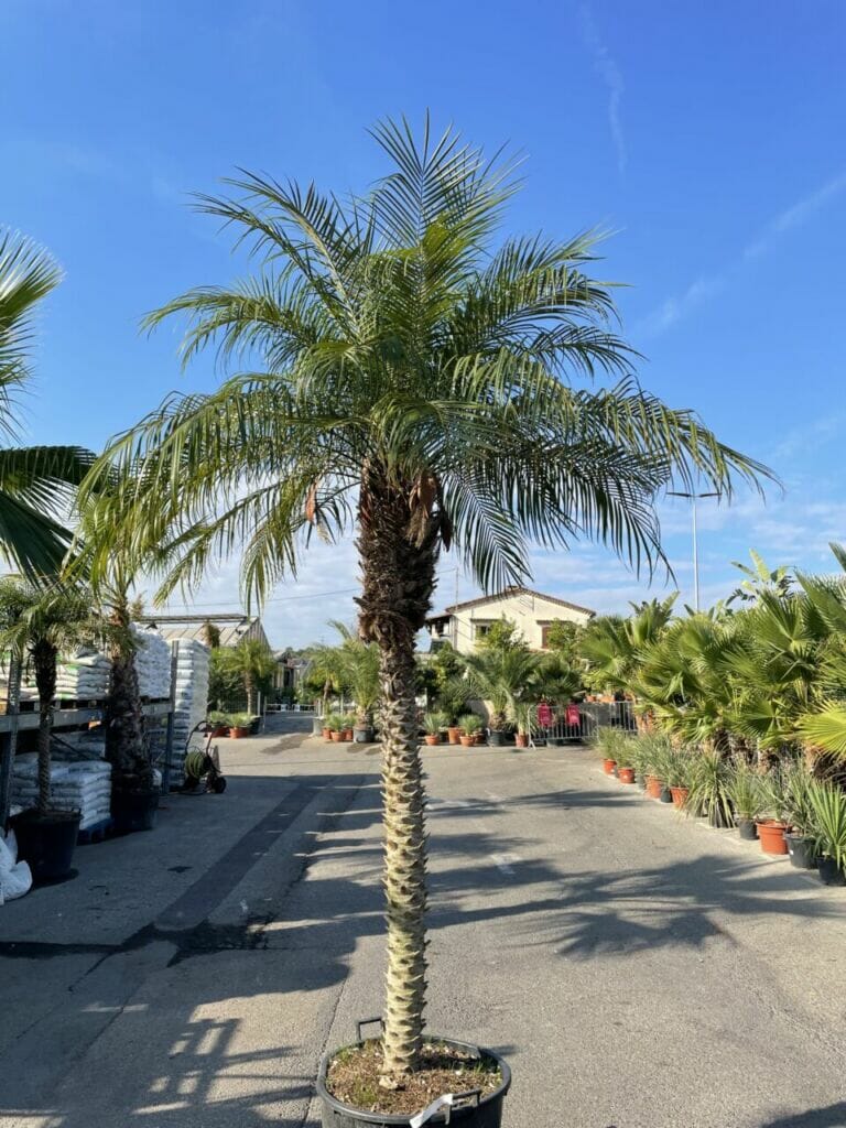 Palmier Phoenix Robellini : 175 - 200 cm - Pépinière Sainte Marguerite